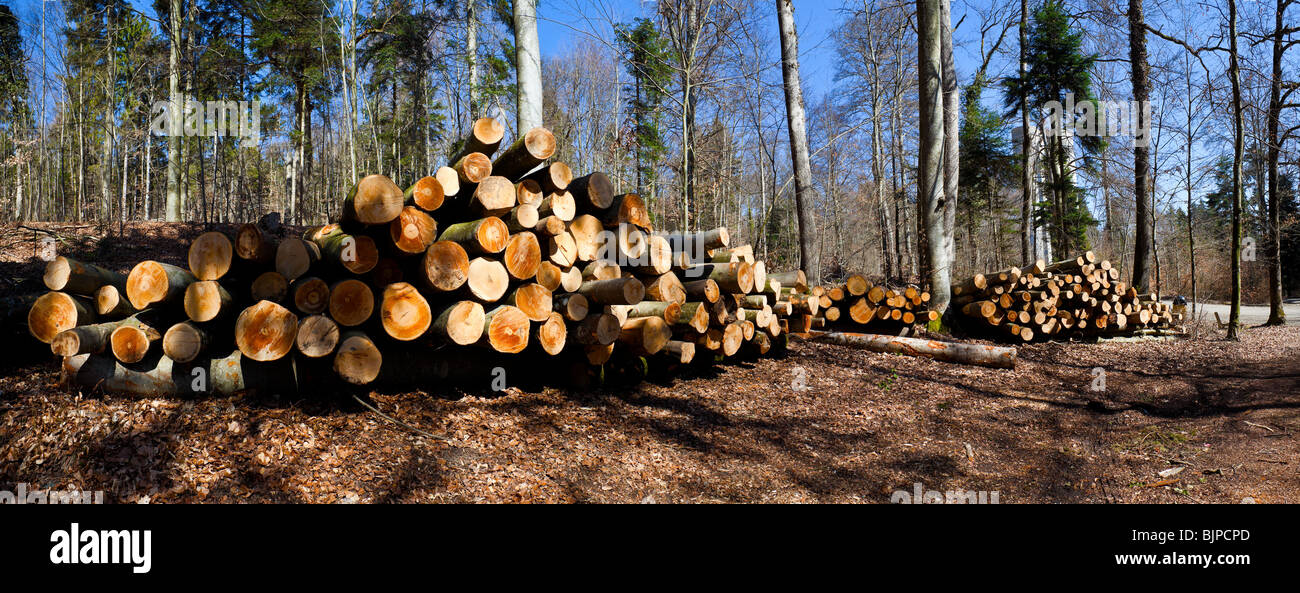 Panorama woodland / woods / forest scene depicting sustainable logging ...