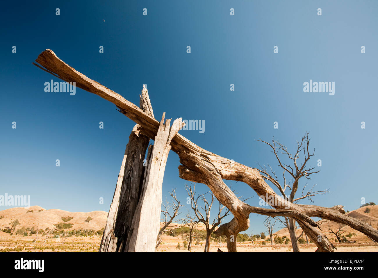 Trees that were killed when drowned by the creation of Lake Eildon ...