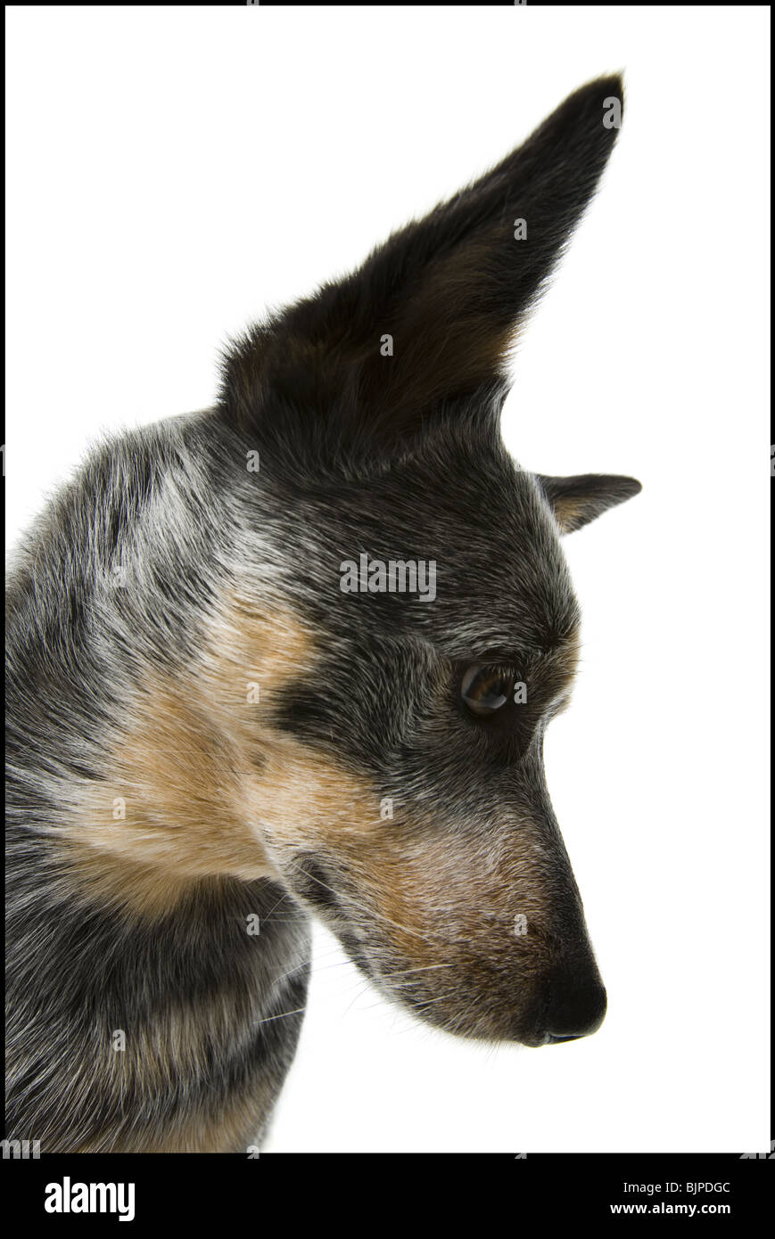 White Alsatian High Resolution Stock Photography and Images - Alamy