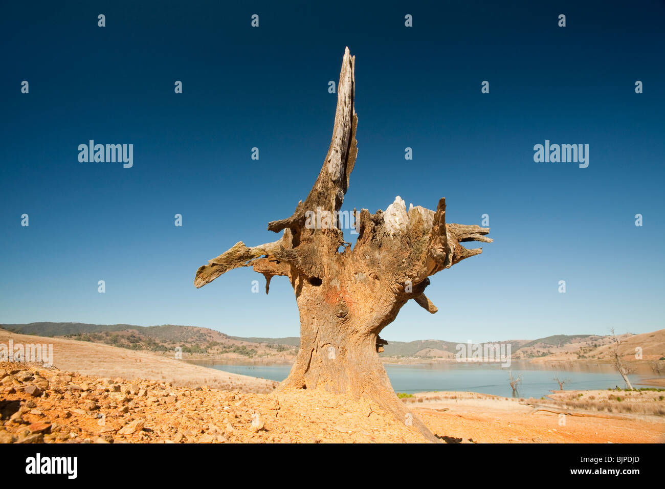 Drowned tree hi-res stock photography and images - Alamy