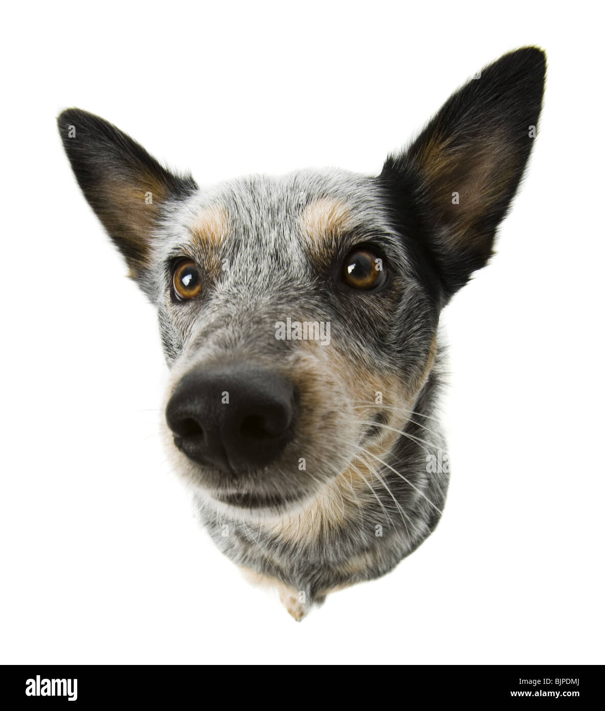 German shepherd face Stock Photo - Alamy
