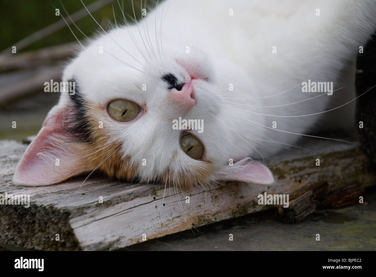 Funny cat pose hi-res stock photography and images - Alamy