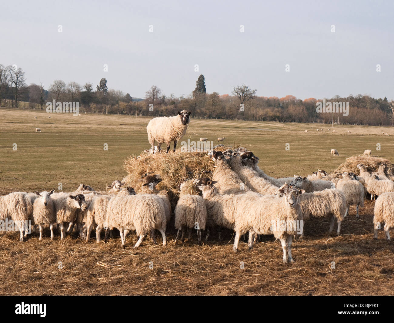 Sheep hay feeder hi-res stock photography and images - Alamy
