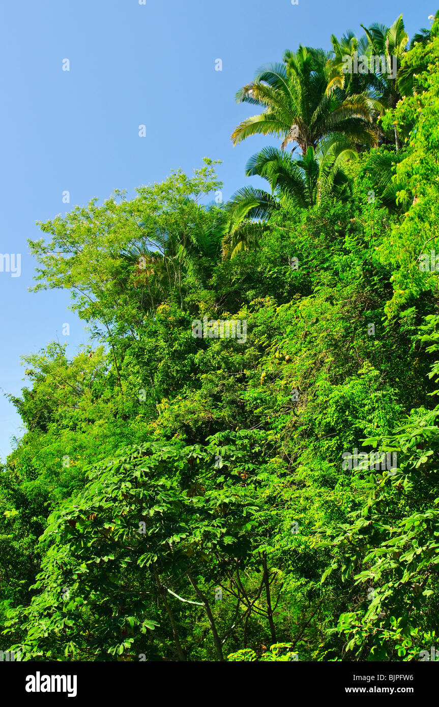 Background of lush tropical jungle at Pacific coast of Mexico Stock ...
