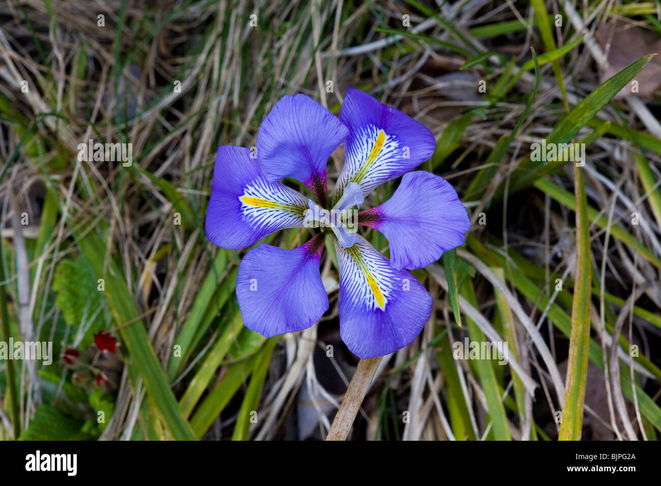 Algerian iris hi-res stock photography and images - Alamy