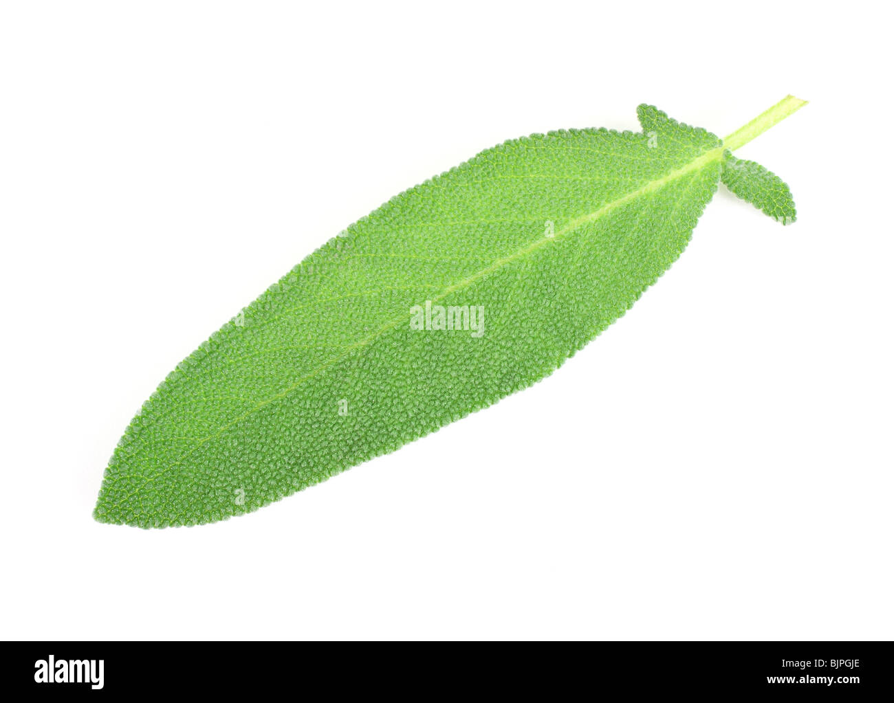 Sage green herb hi-res stock photography and images - Alamy