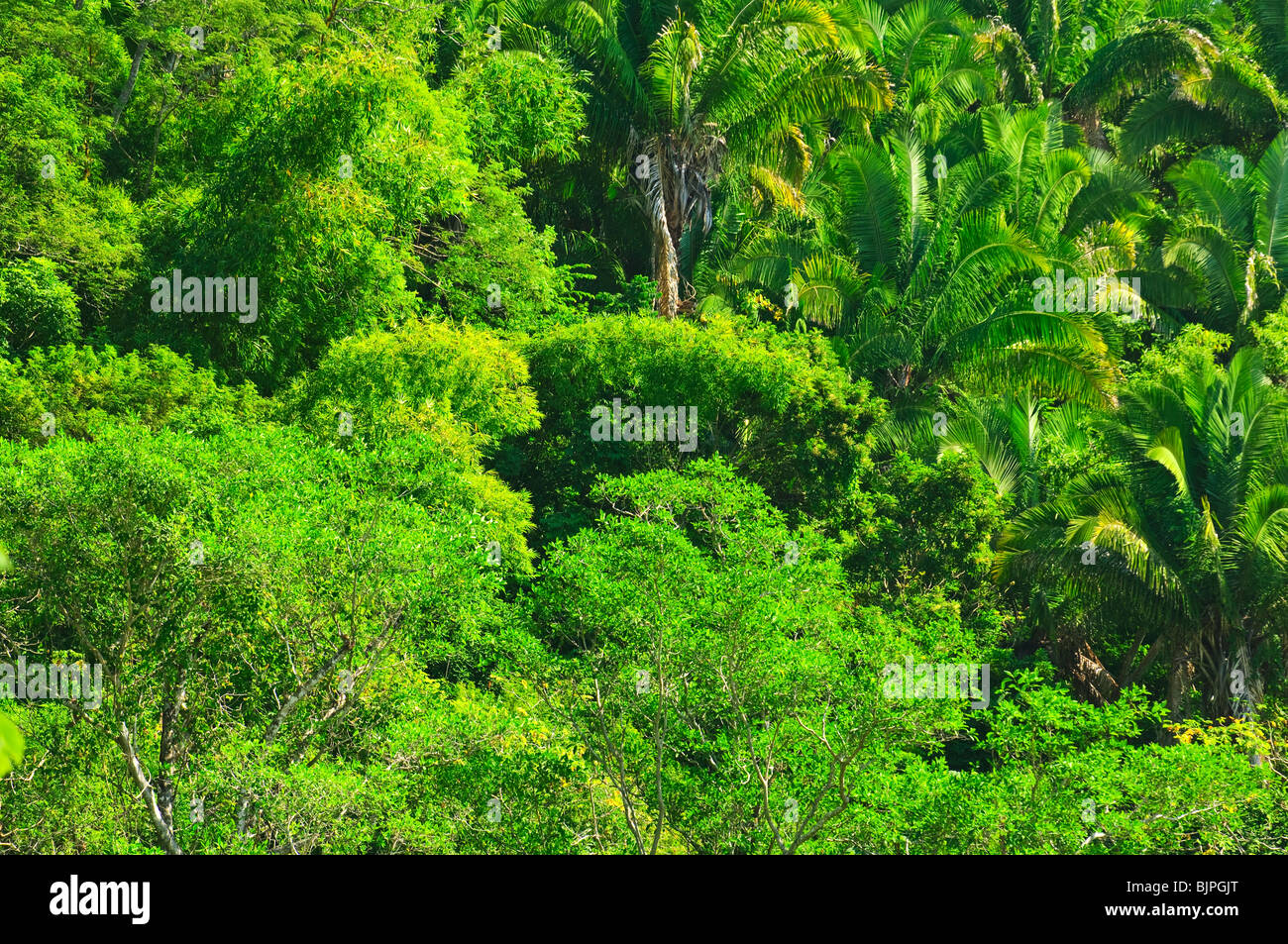 Background of lush tropical jungle at Pacific coast of Mexico Stock ...