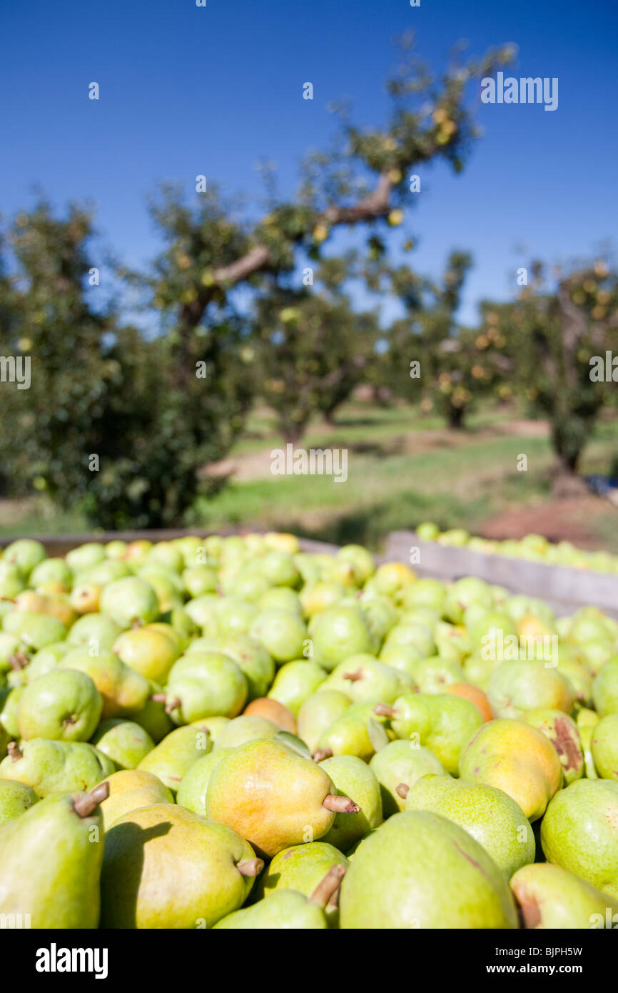 Pear orchard in Shepperton, Australia, which is costing the owner ...