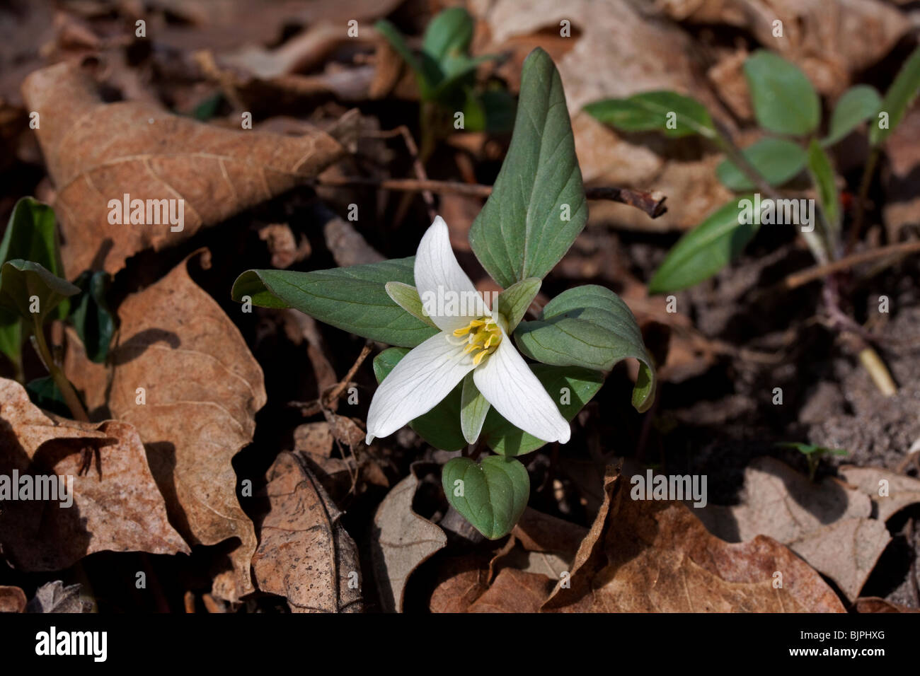 Dwarf White Trillium High Resolution Stock Photography and Images - Alamy
