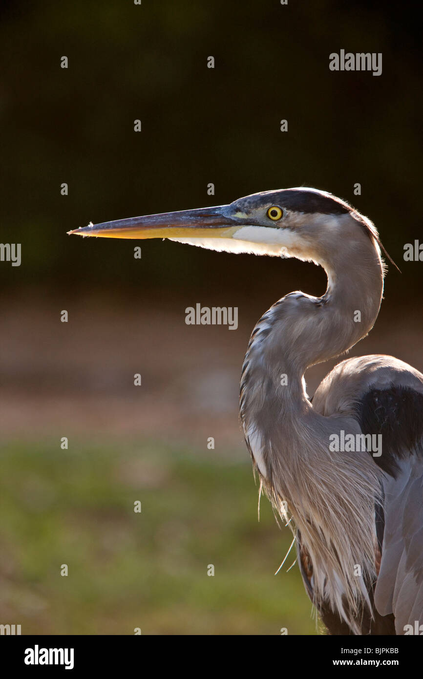 Great Blue Heron in Florida Stock Photo - Alamy