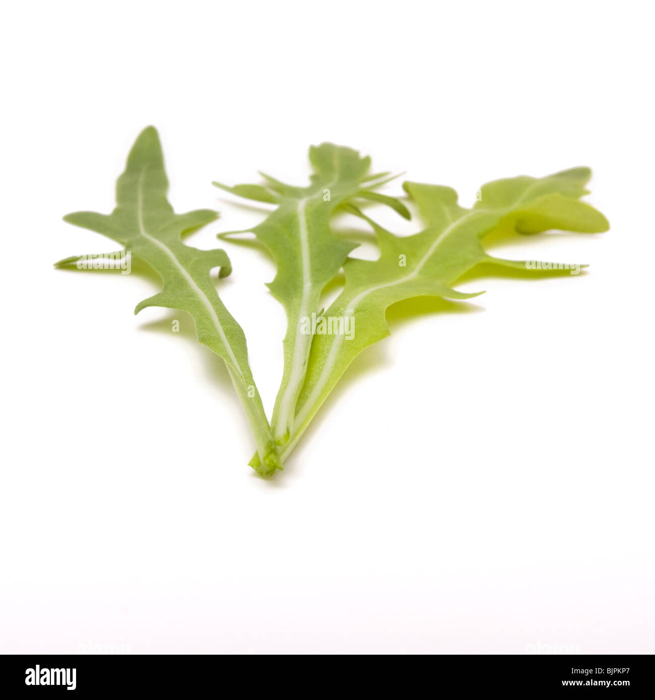 Rocket Leaf arrangement isolated against white background Stock Photo ...