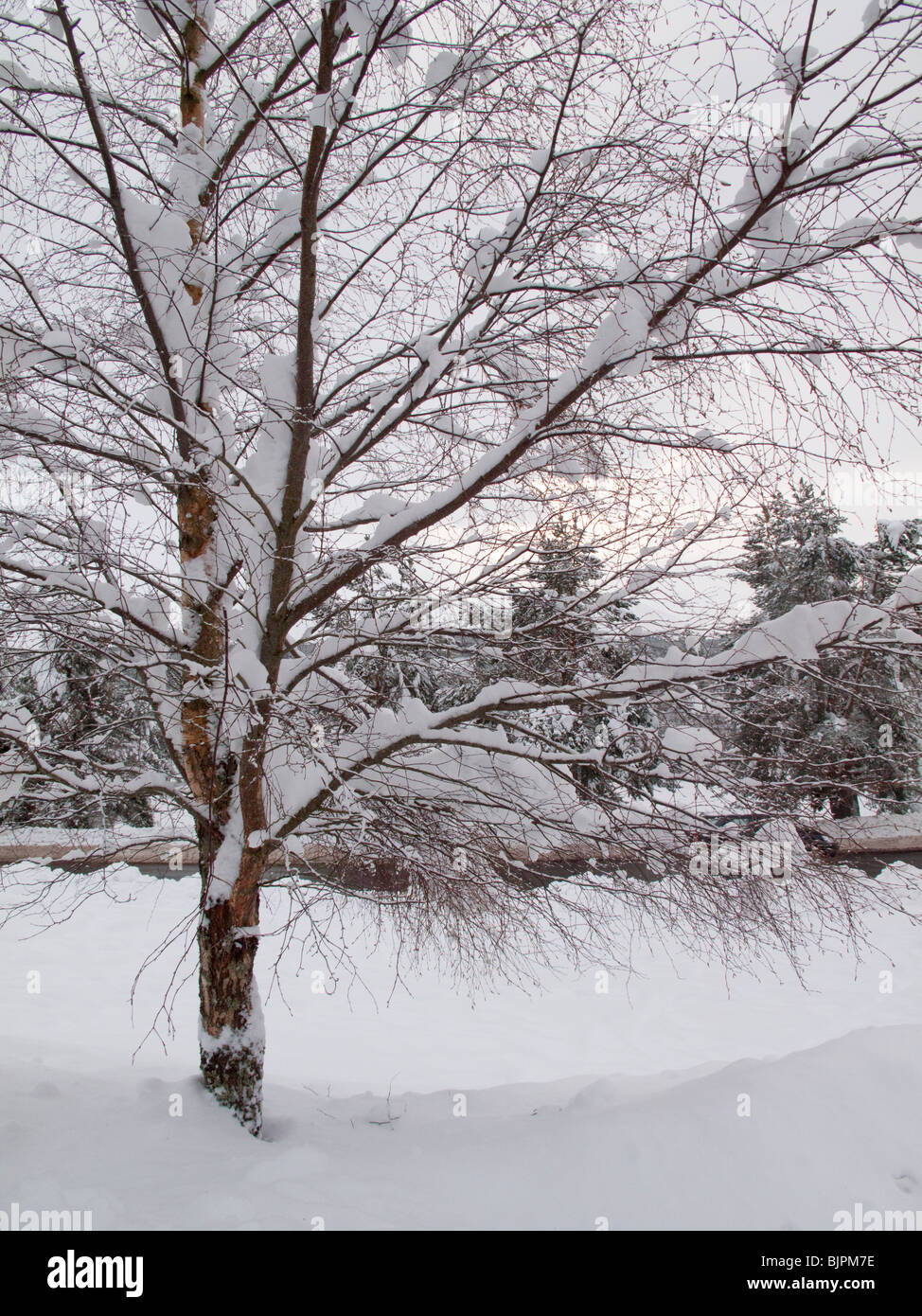 Trees with heavy snow covering Stock Photo - Alamy