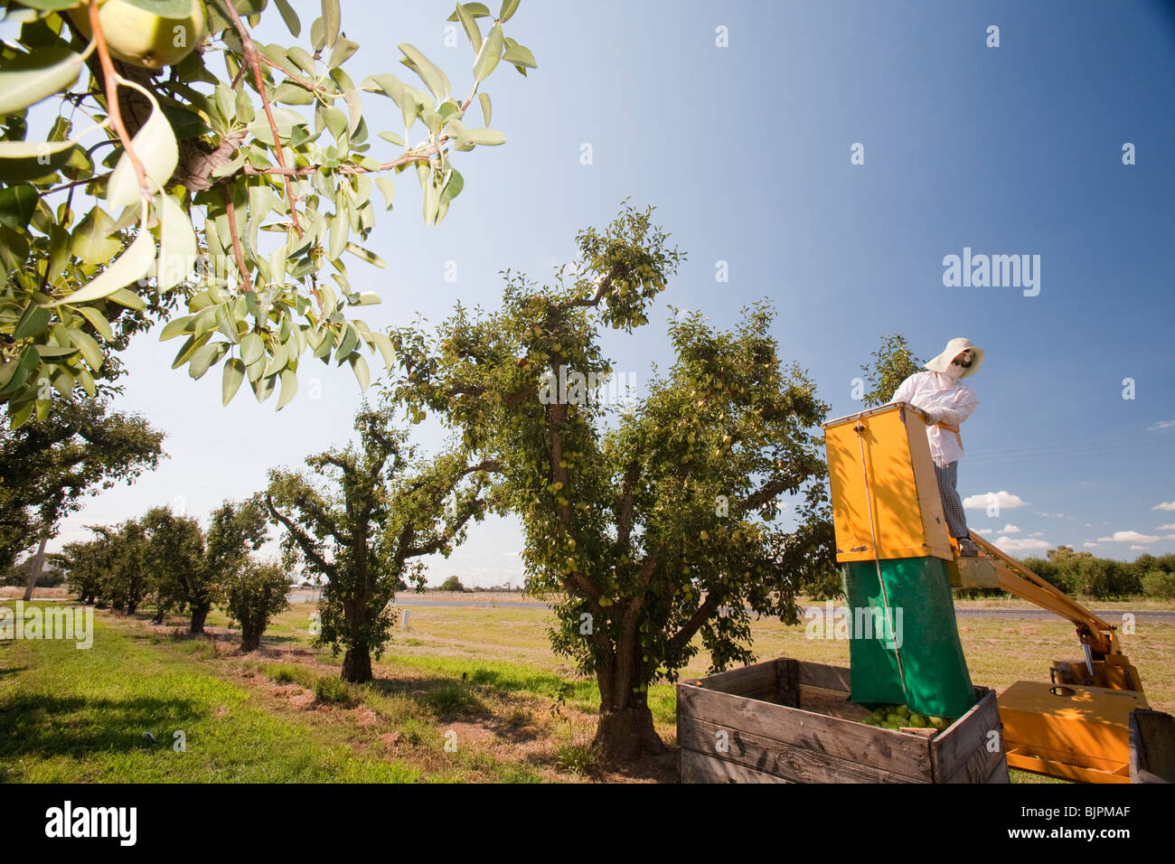 Pear orchard in Shepperton, Australia, which is costing the owner ...