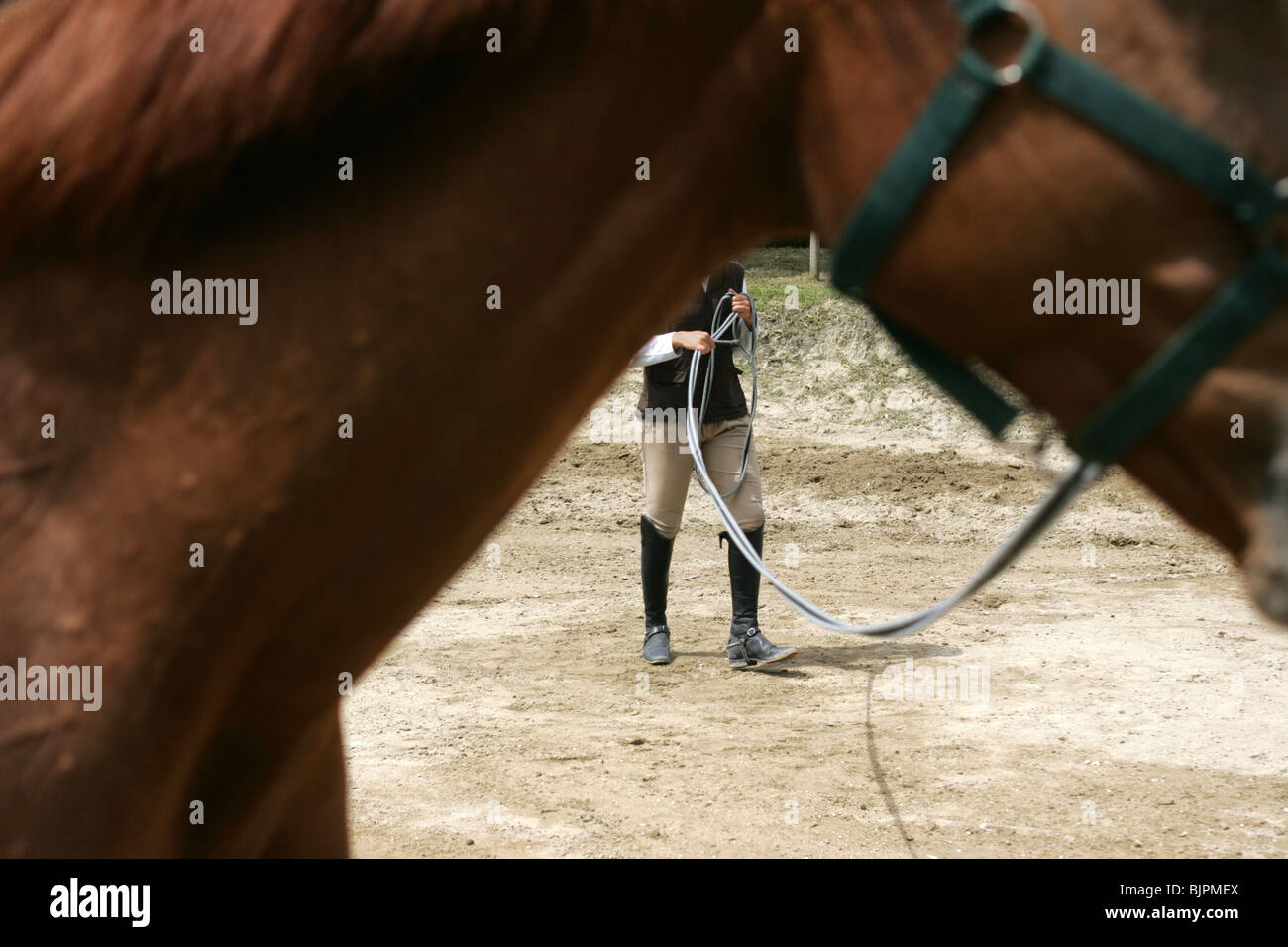 Man training a horse Stock Photo - Alamy