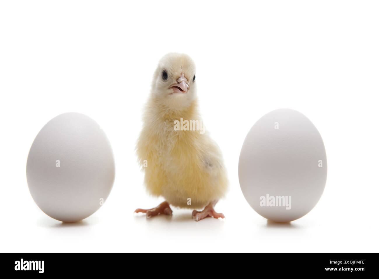Cute baby animal horizontal Cut Out Stock Images & Pictures - Alamy
