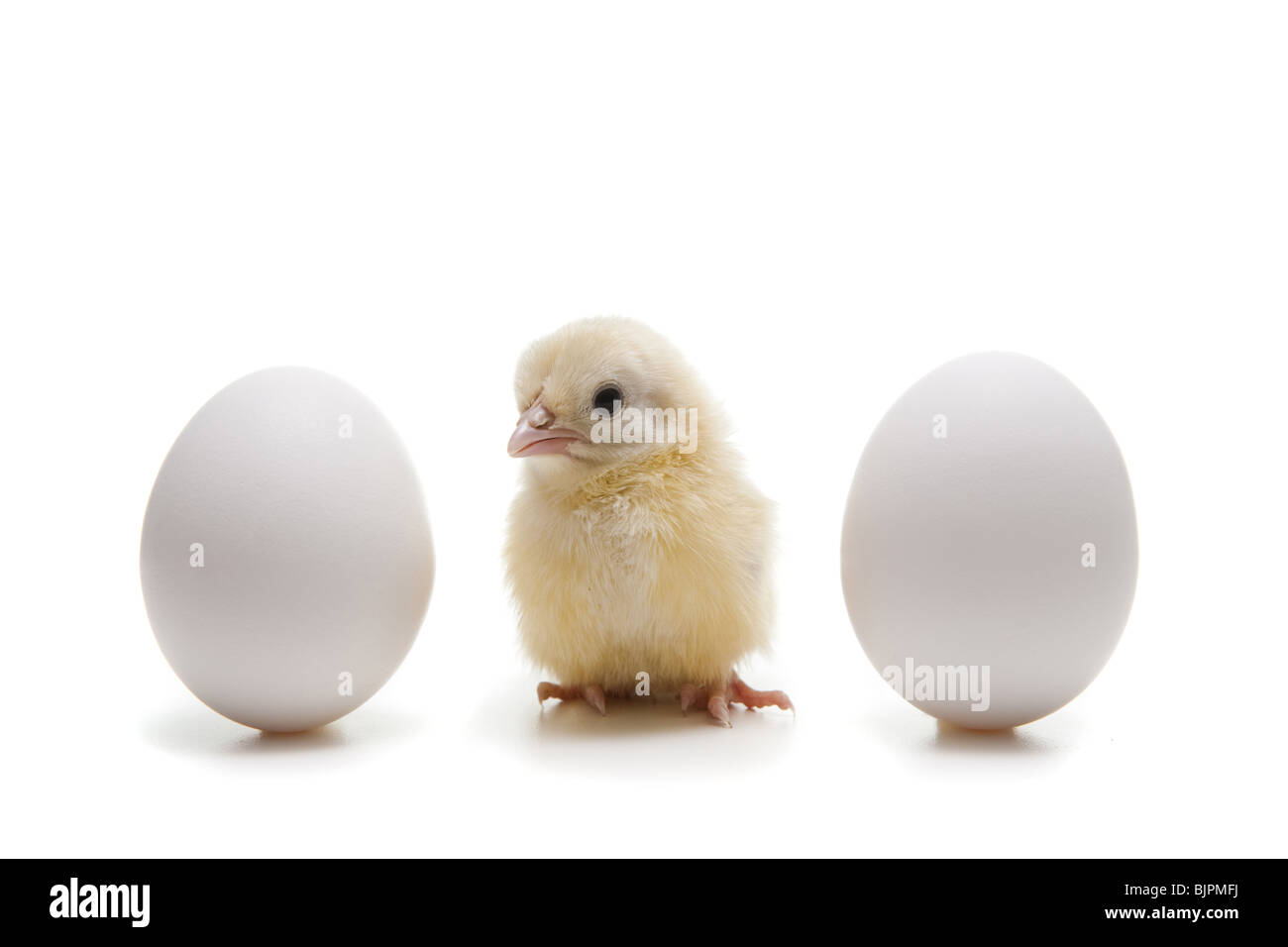 Cute baby animal horizontal Cut Out Stock Images & Pictures - Alamy