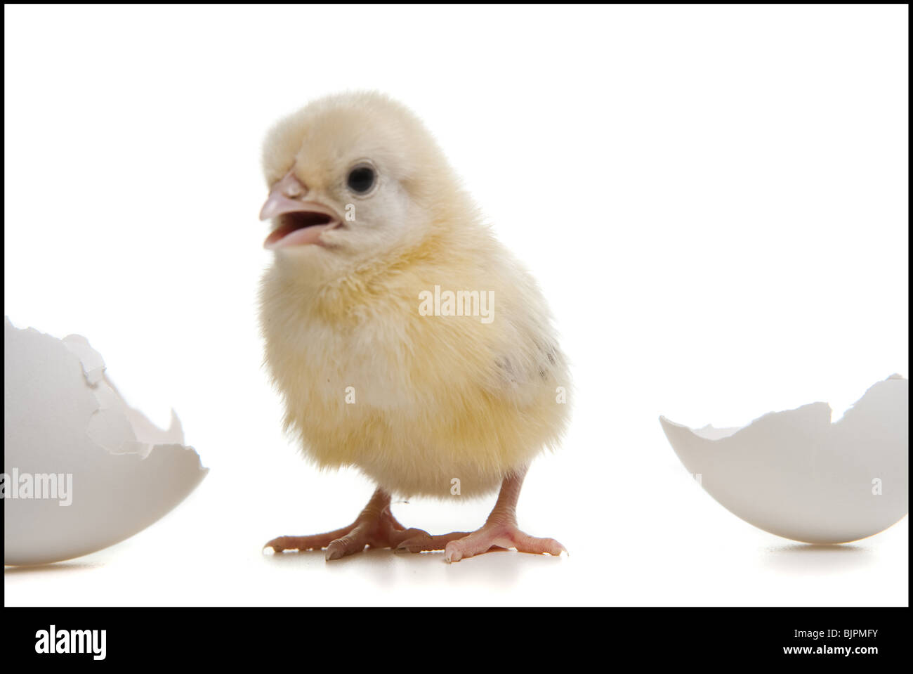 Chick with egg shells Stock Photo - Alamy