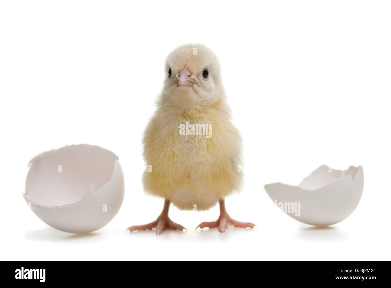 Baby barnyard animals hi-res stock photography and images - Alamy