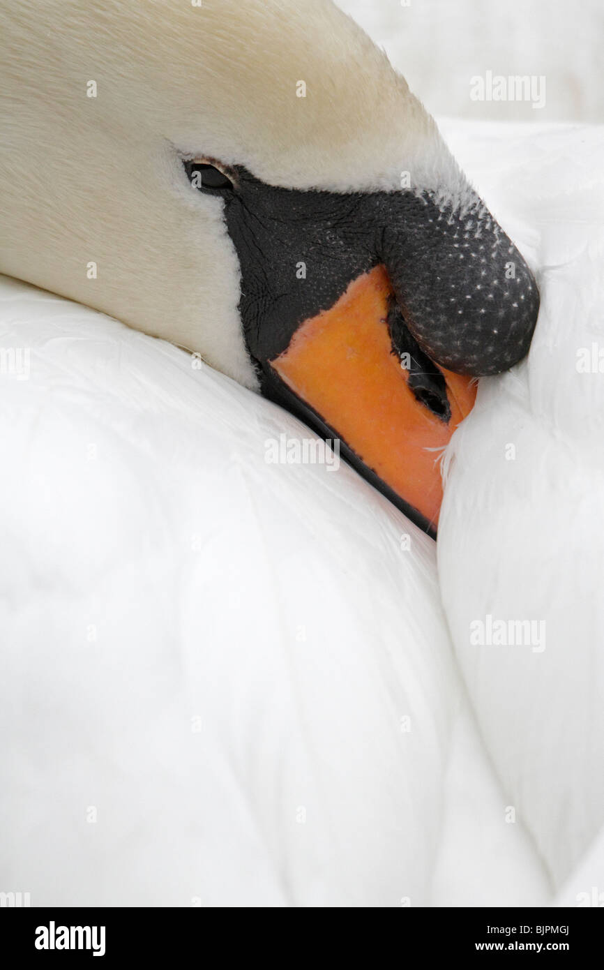 Resting swan hi-res stock photography and images - Alamy