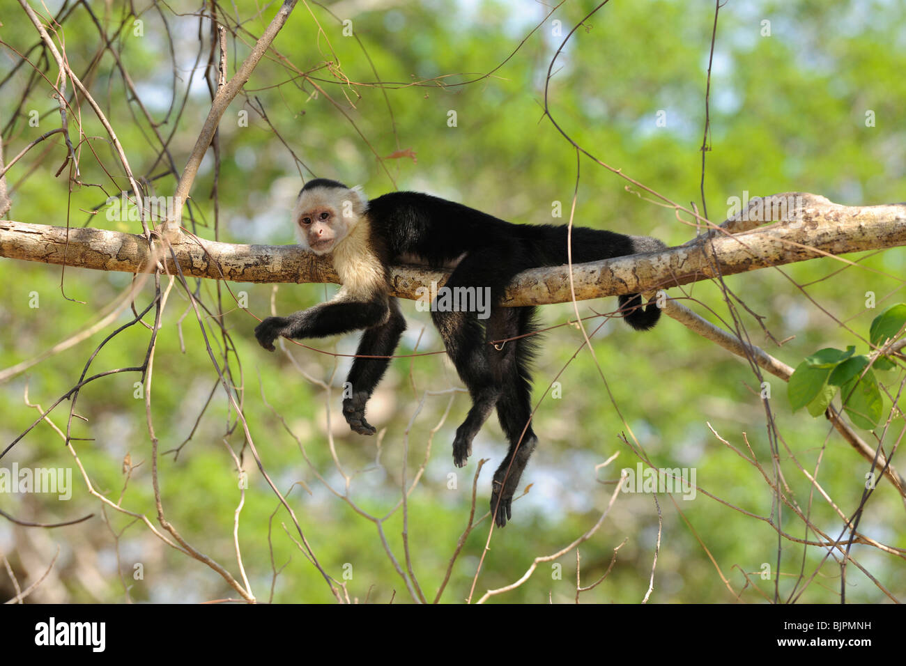 White Faced Capuchin. Palo Verde Organization of Tropical Studies ...