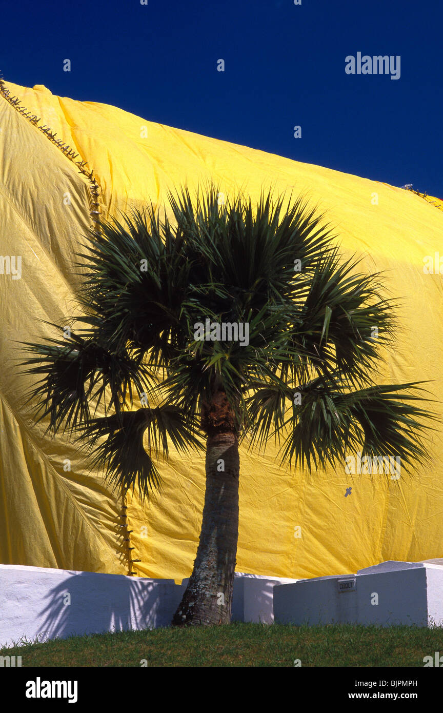 Palm tree bermuda hi-res stock photography and images - Alamy