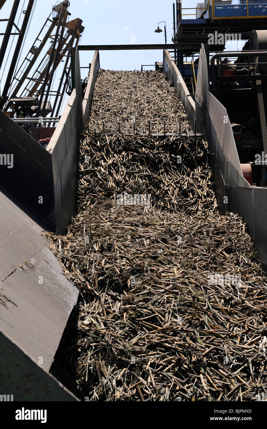 Processing of sugar cane hi-res stock photography and images - Alamy