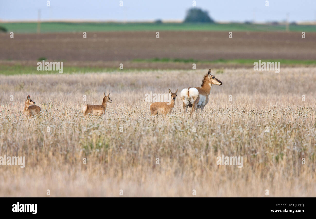 American antelopes hi-res stock photography and images - Alamy