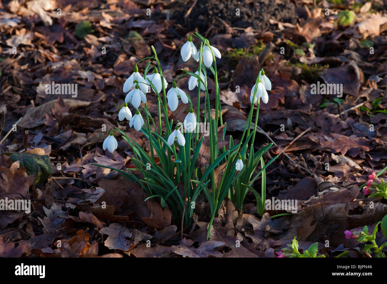 Snowdrops in bloom in a garden border covered in leaves Stock Photo - Alamy