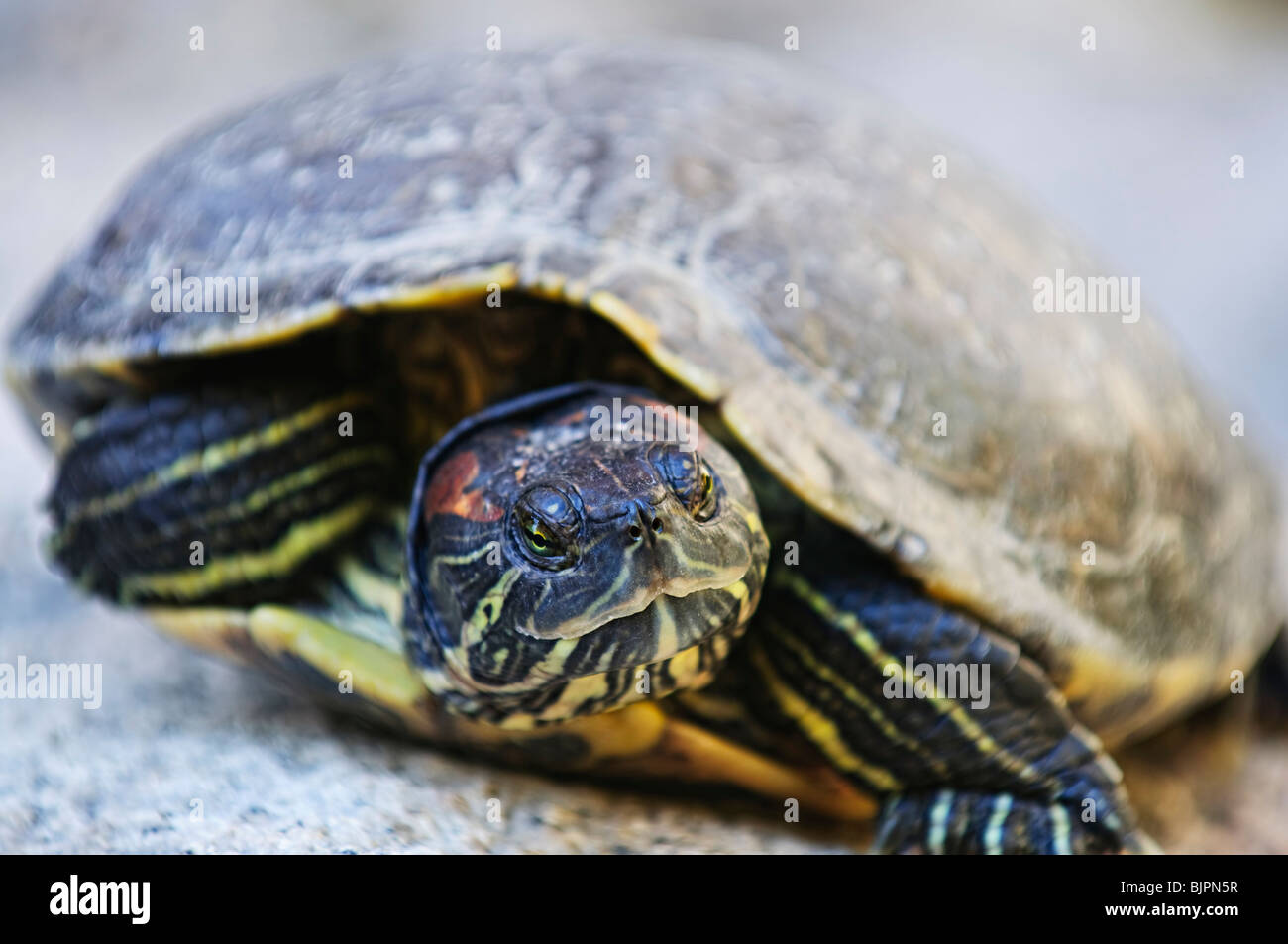 Turtle rock hi-res stock photography and images - Alamy