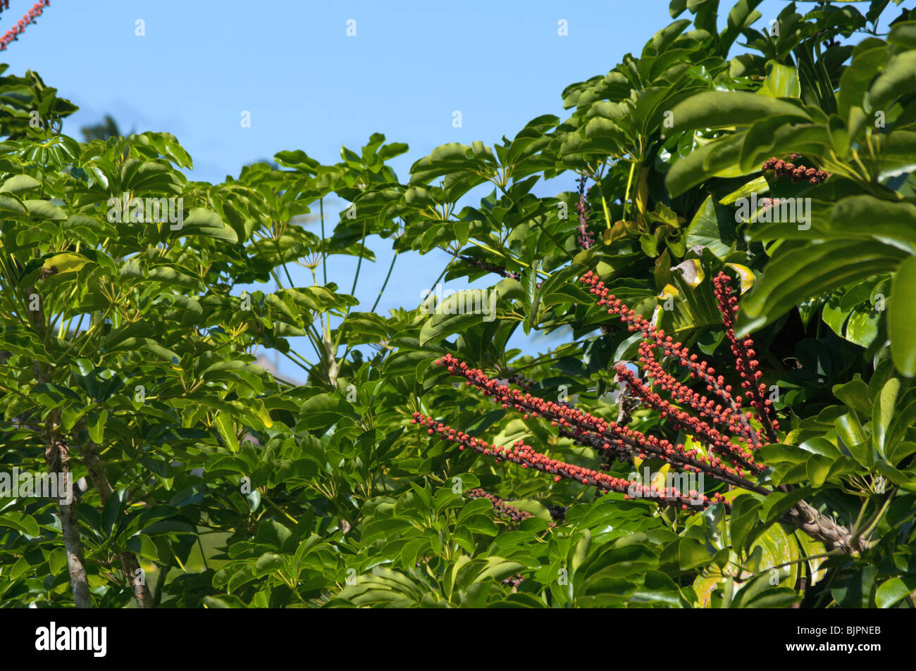 Octopus tree hi-res stock photography and images - Alamy