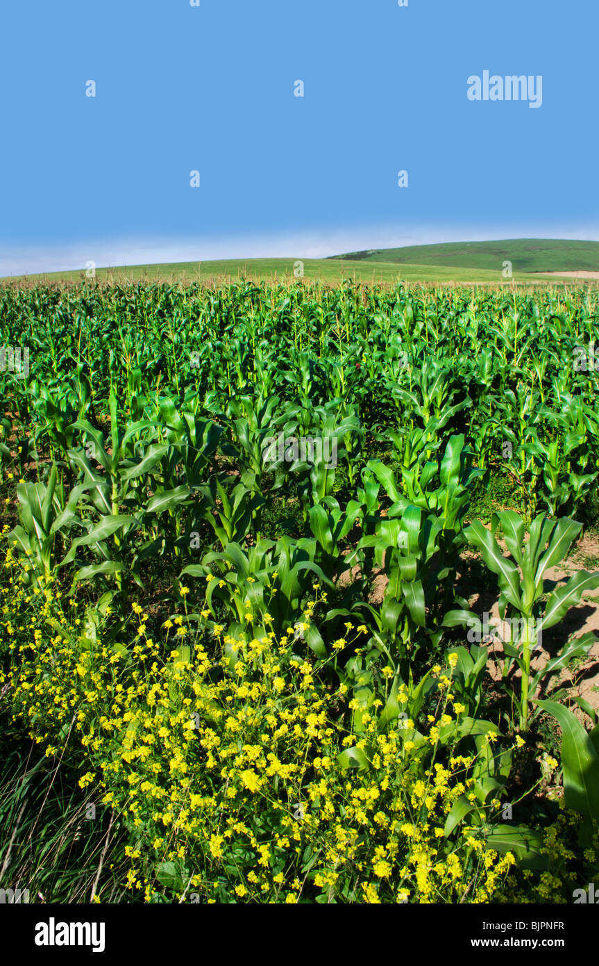 the view over dorset countryside from whiteways hill on army training ...