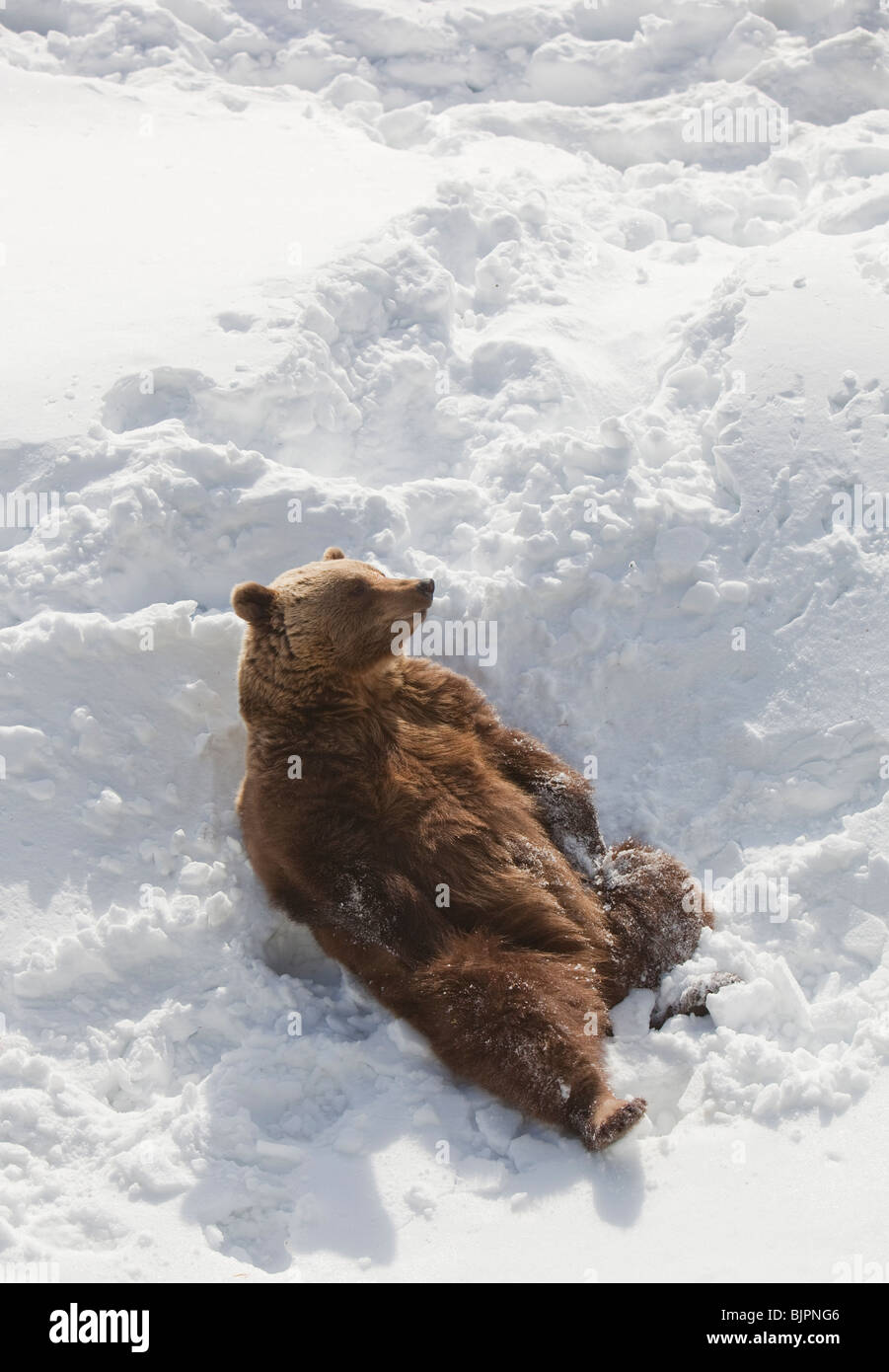 Bear laying on back hi-res stock photography and images - Alamy