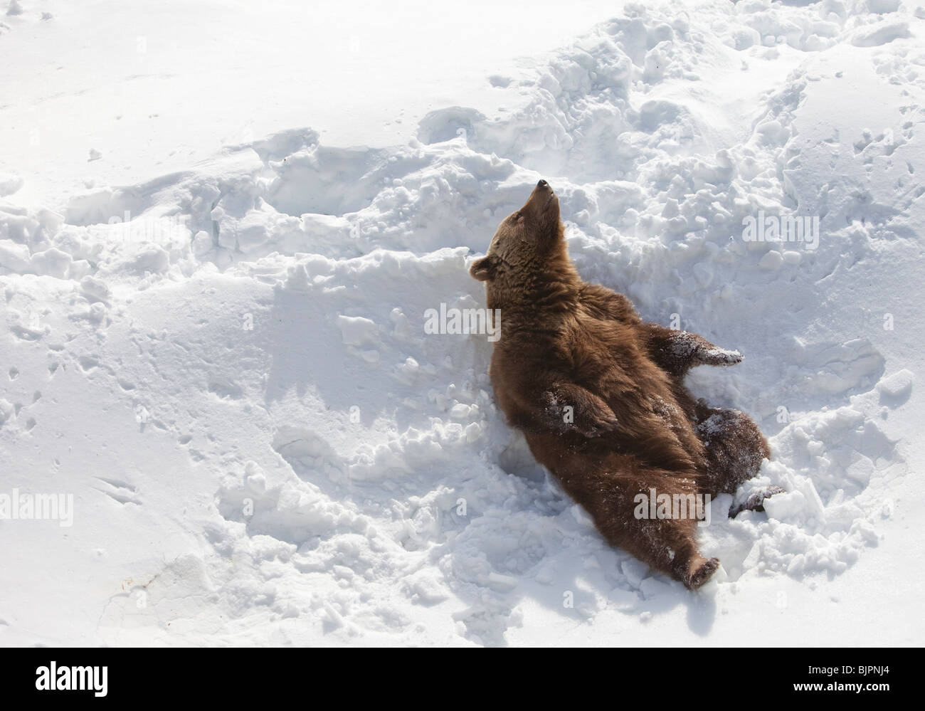Brown bear laying on back hi-res stock photography and images - Alamy