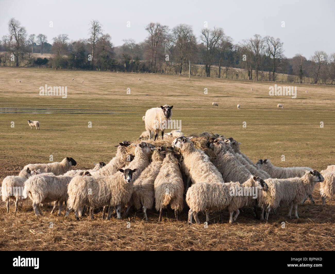 Sheep hay feeder hi-res stock photography and images - Alamy