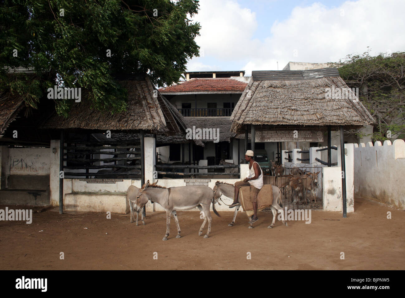 Donkey outside the donkeys sanctuary Lamu Stock Photo - Alamy