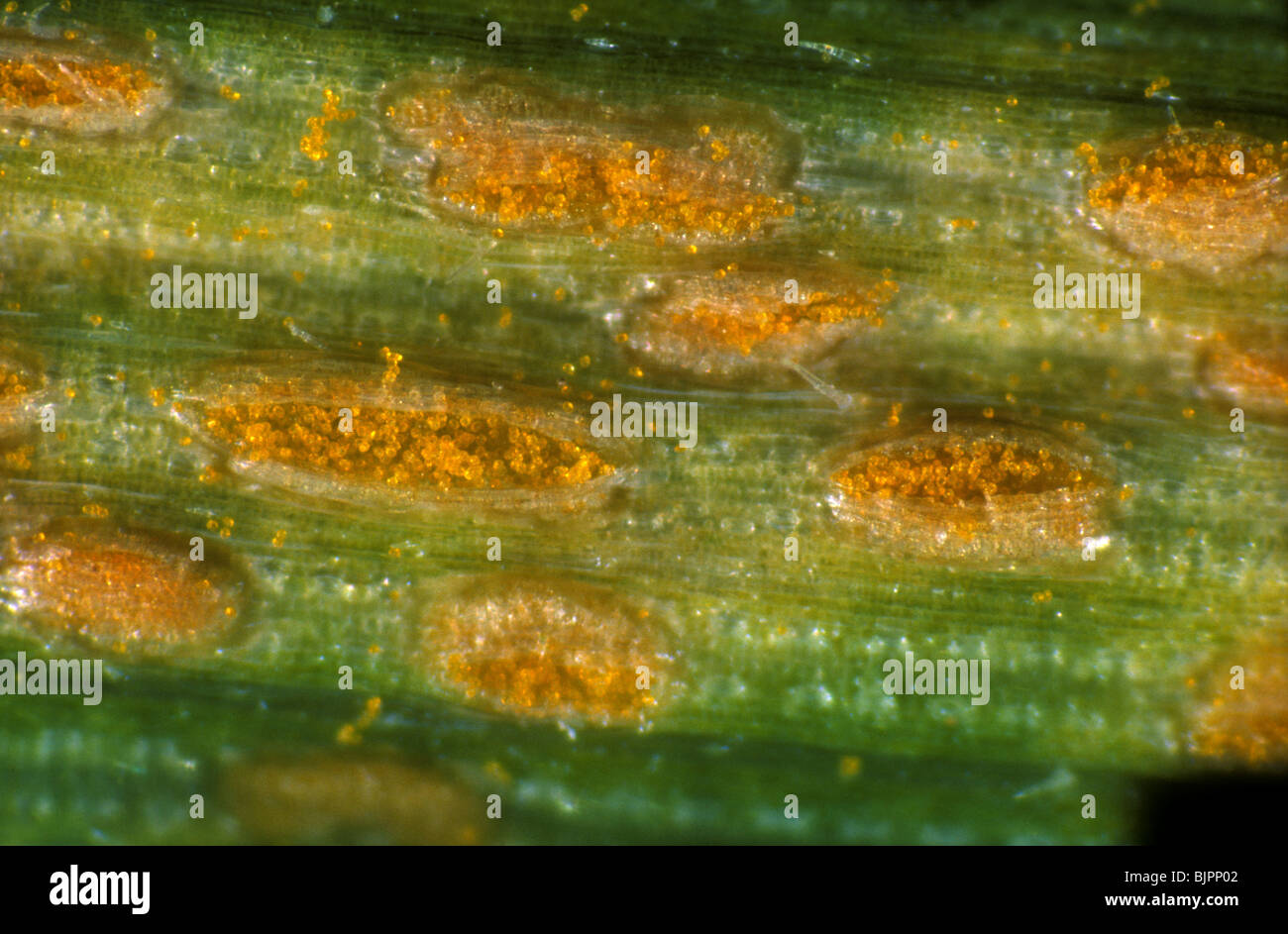 Erupting pustules of yellow or stripe rust (Puccinia striiformis var ...