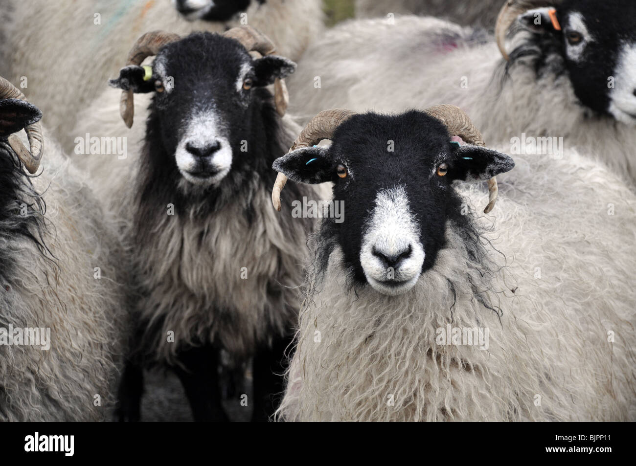 Sheep on Dartmoor Stock Photo - Alamy