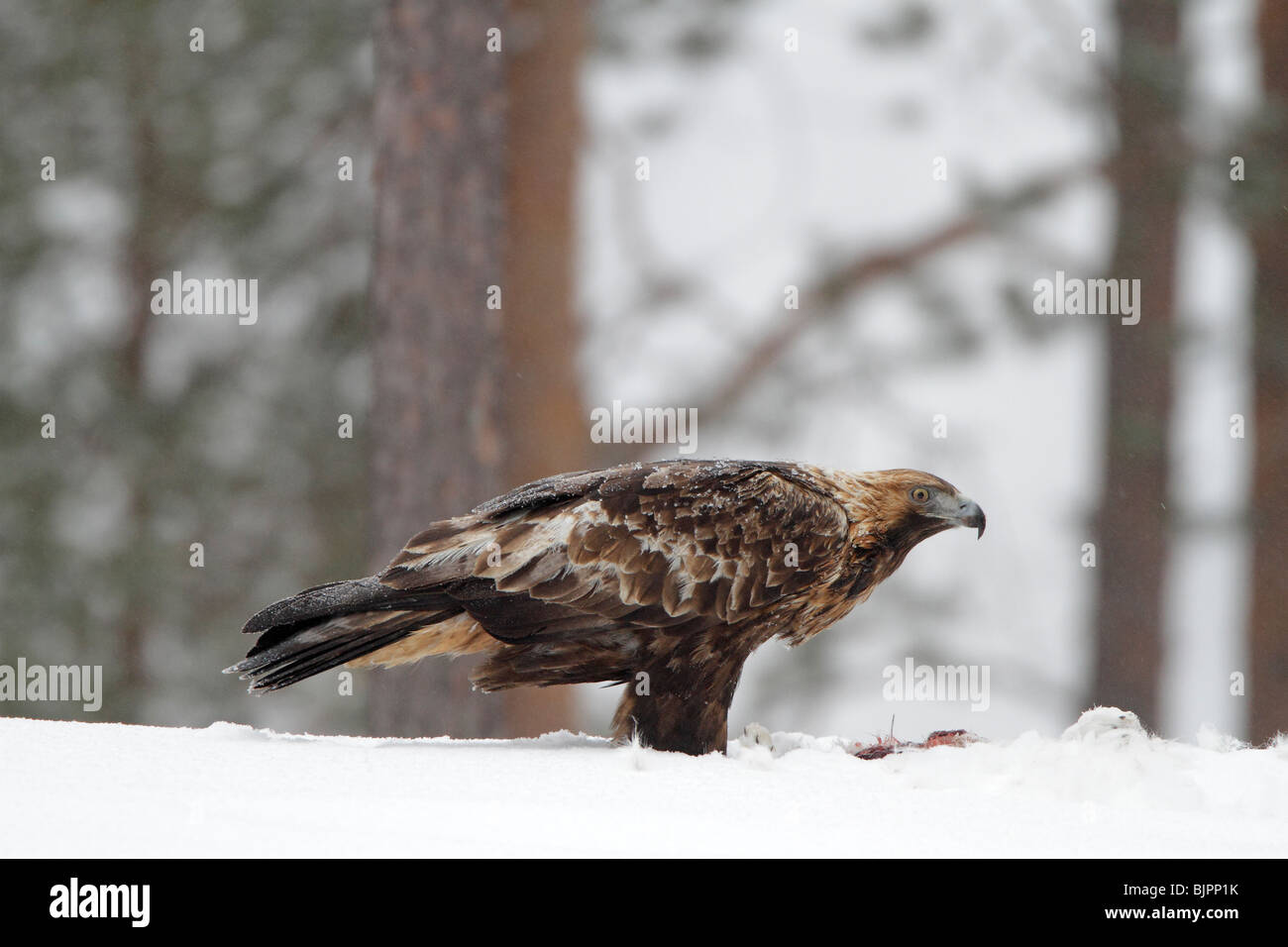 Golden eagle aquila chrysaetos feeding hi-res stock photography and ...