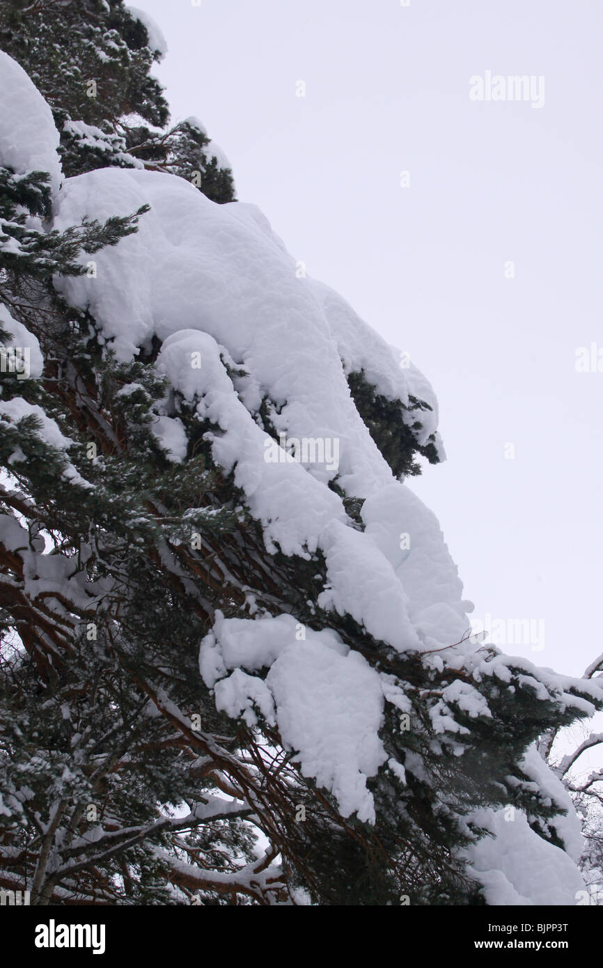 Heavy tree hi-res stock photography and images - Alamy