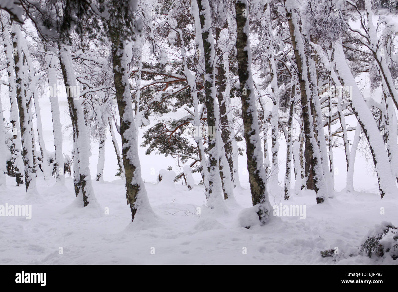 Trees with heavy snow covering Stock Photo - Alamy