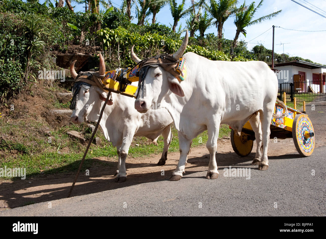 Costa rican ox cart hi-res stock photography and images - Alamy