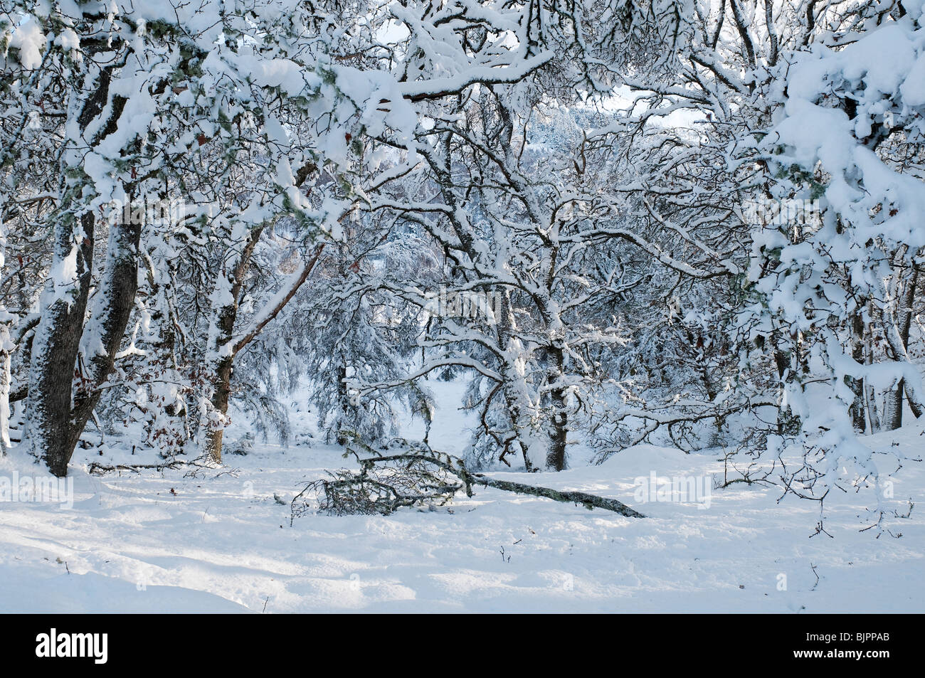 A fallen tree in a snowy wood in the scottish highlands Stock Photo - Alamy