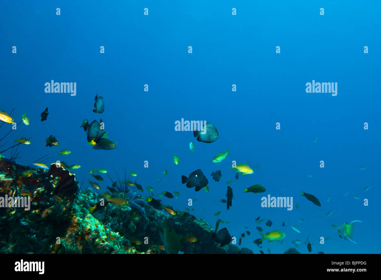 Versatile hi-res stock photography and images - Alamy