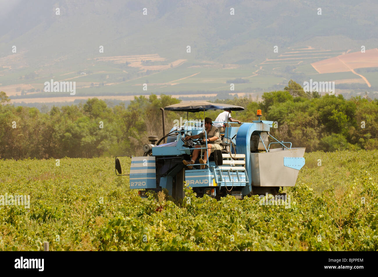A Braud 2720 model grape harvester machine picking grapes in a vineyard ...