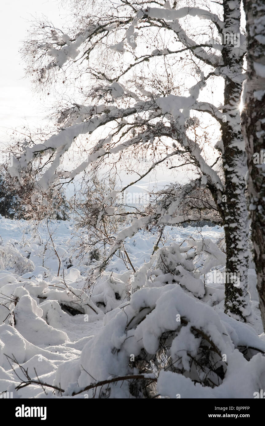 Birch winter landscape hi-res stock photography and images - Alamy