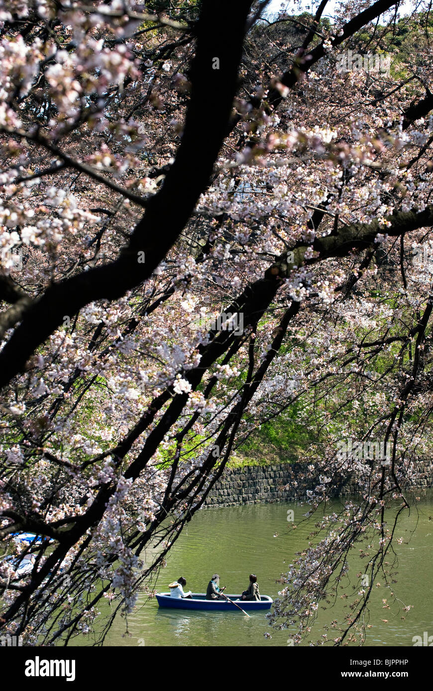 Sightseers aboard rowing boats enjoy the cherry trees that line the ...