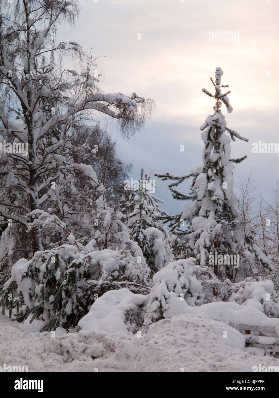 Heavy trees hi-res stock photography and images - Alamy