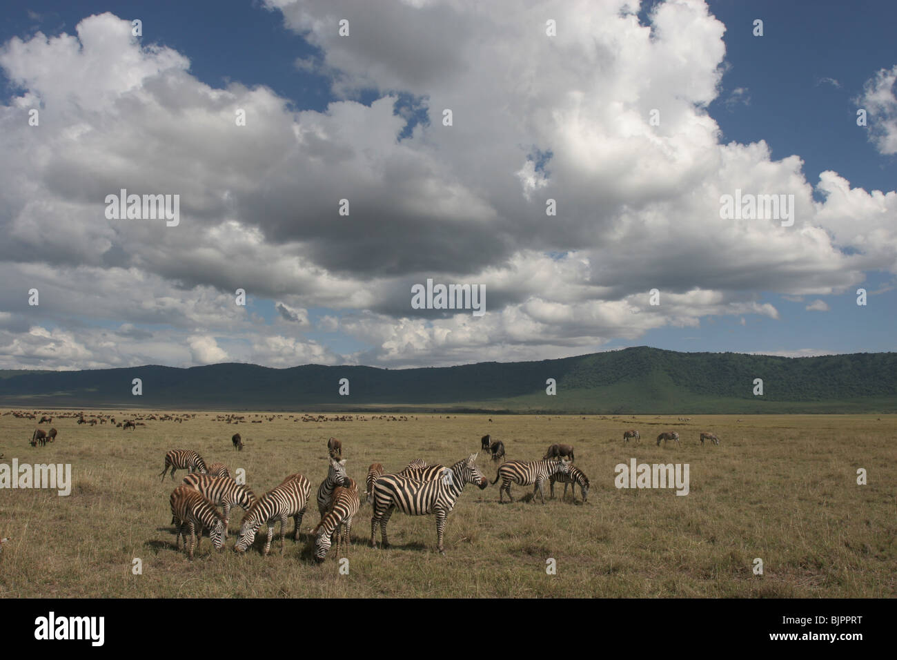 Zebra Ngorongoro Conservation Area tanzania crater volcano mammal ...