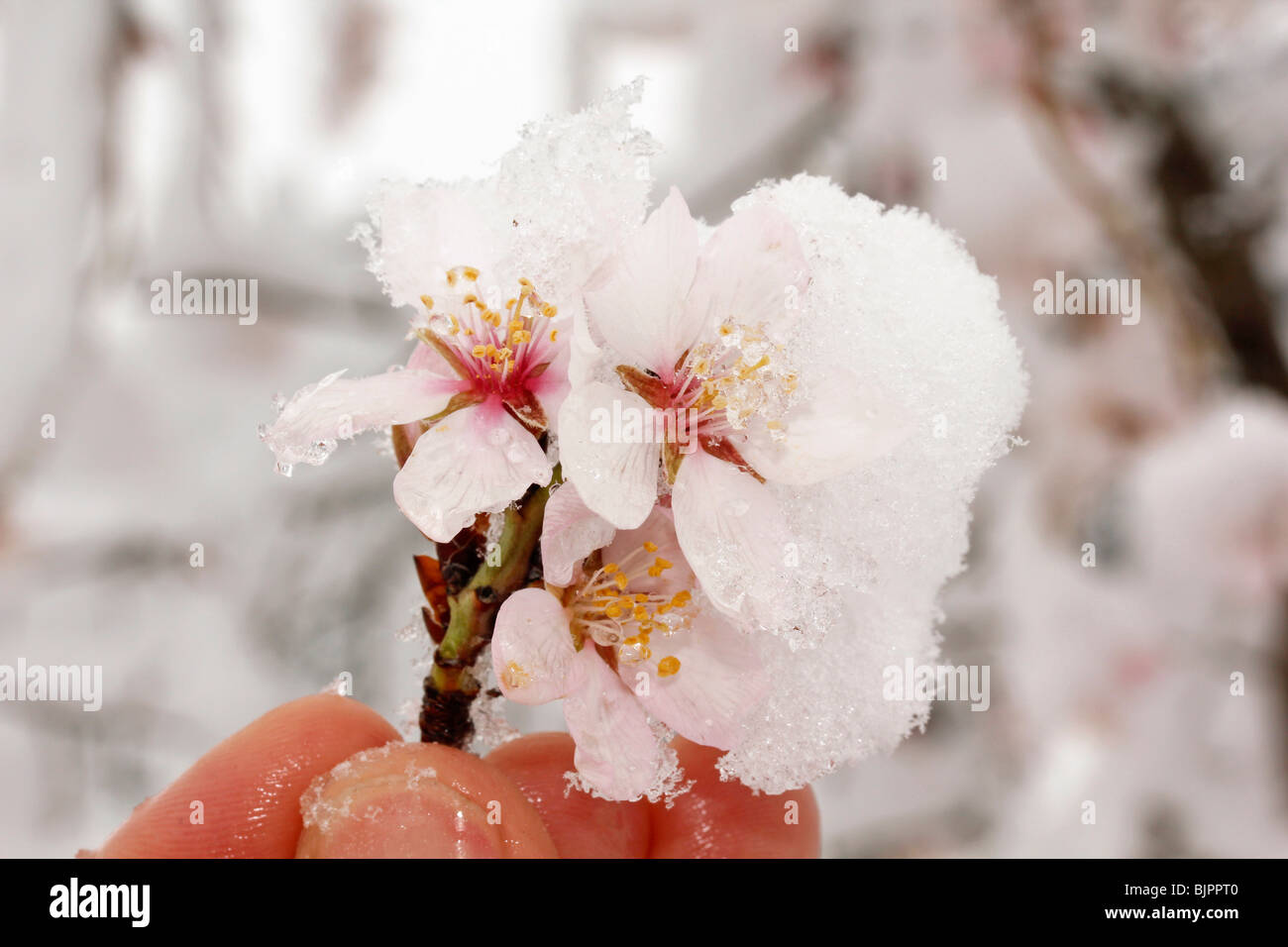 Almond flowers and snow Stock Photo - Alamy