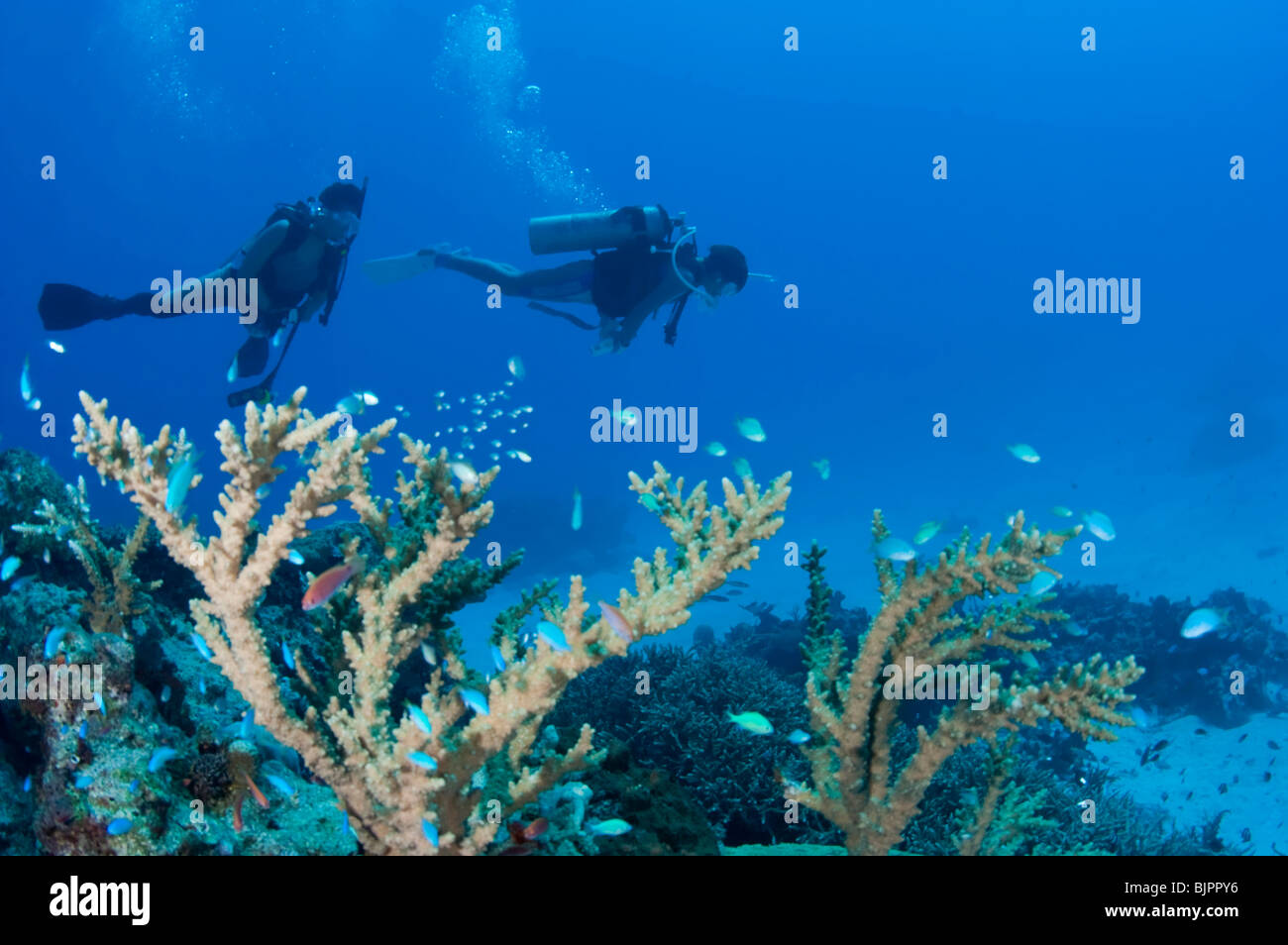 Underwater divers hi-res stock photography and images - Alamy